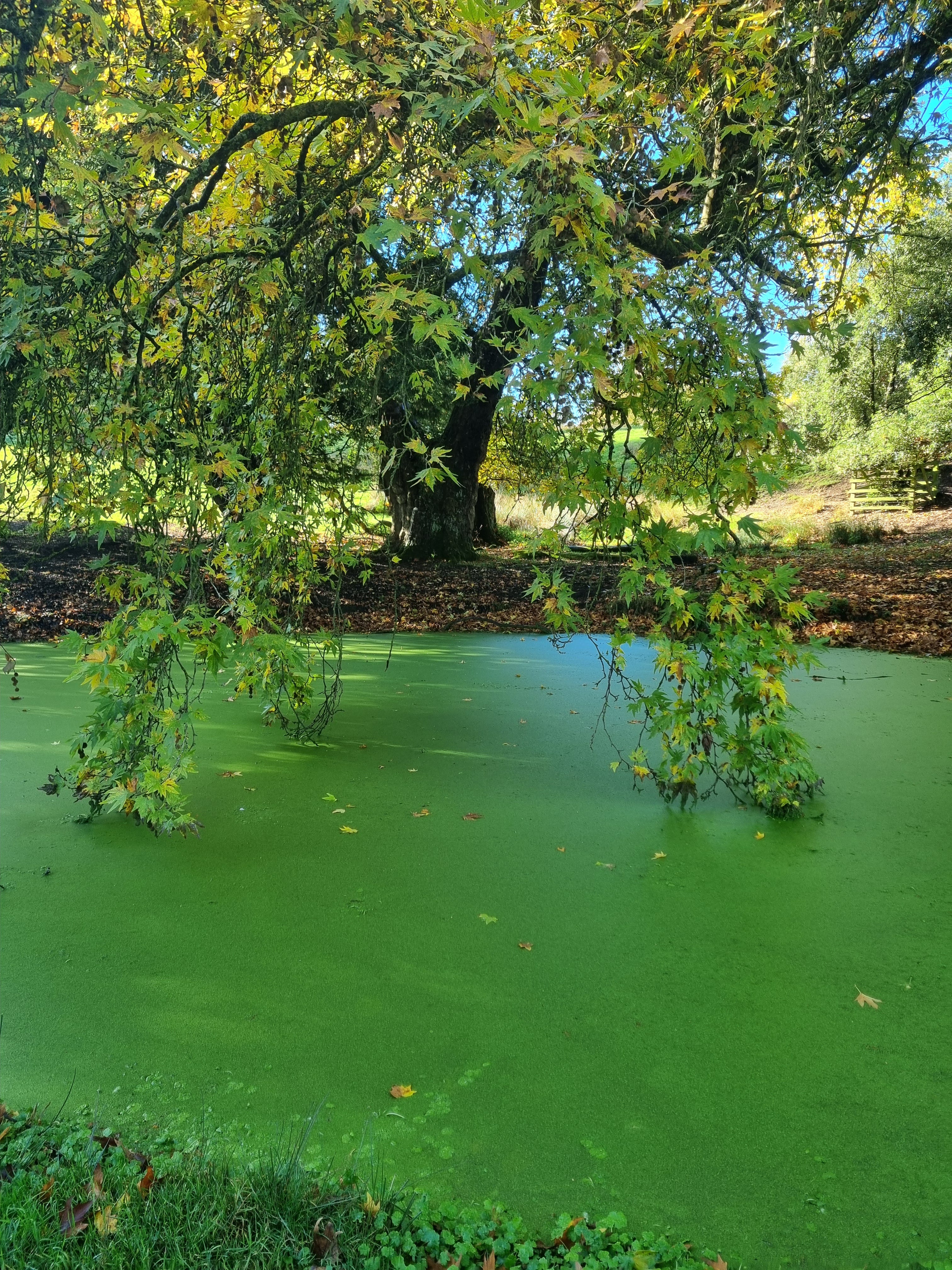 The Gift of Skewer - by Andy Myers - Andy’s Substack