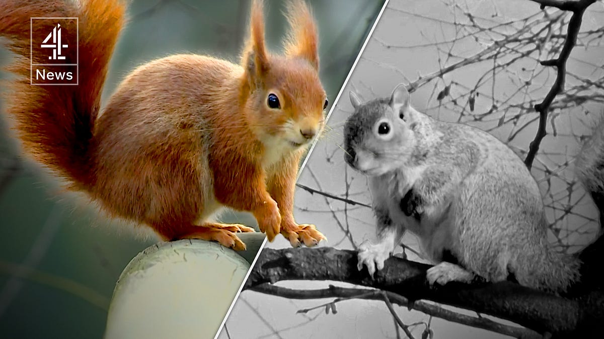 Comments - Why bringing back native red squirrels means killing greys