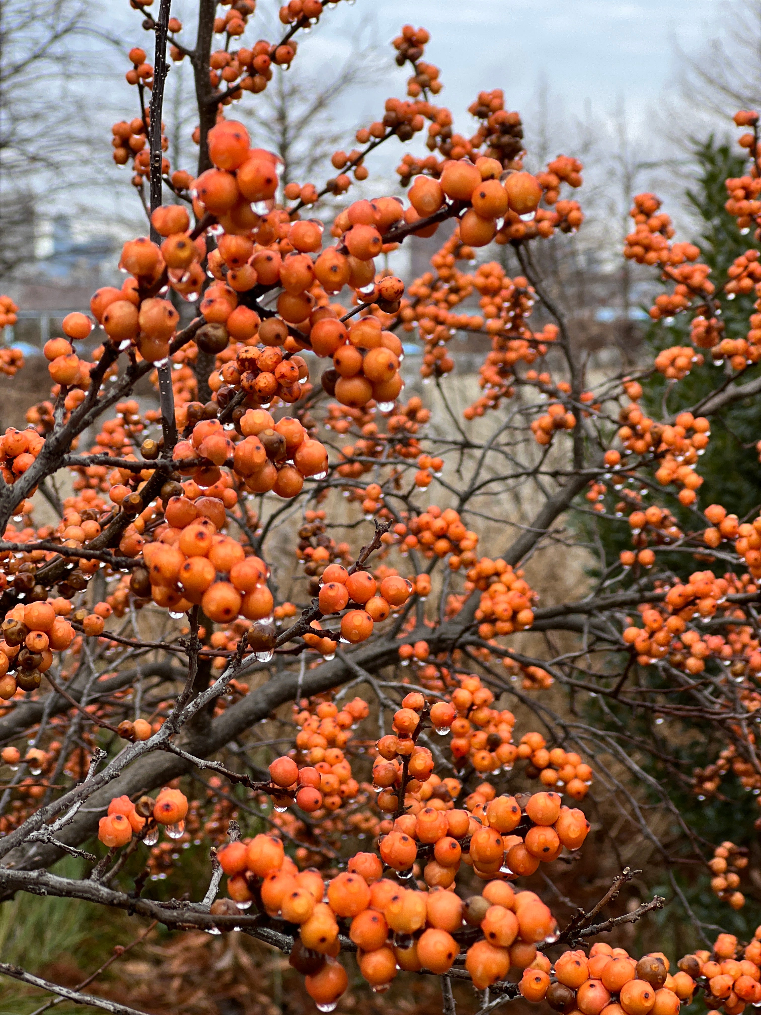 Grow Like Wild! - WOLF MOON - Grow Like Wild!