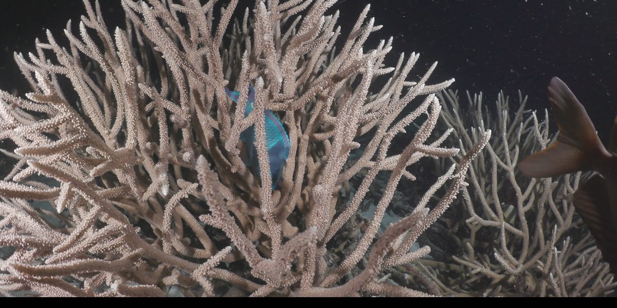 A Cocooning Parrot Fish