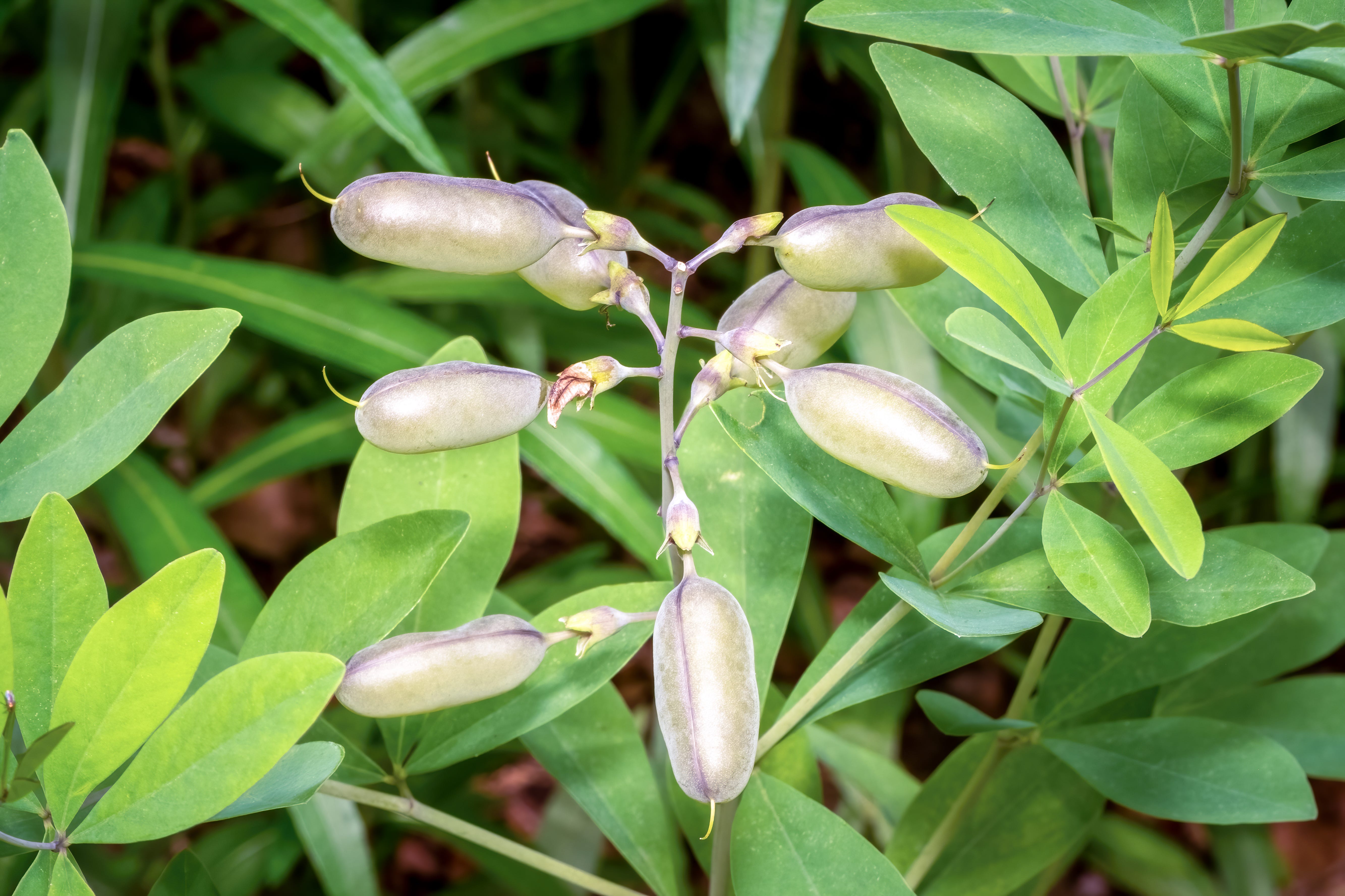 A Poem in English inspired by a photograph of a false indigo pod - BLUE ...