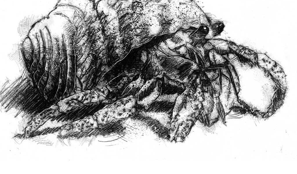 1,875 Words on Hermit Crab Essays: - by Jake Varrone