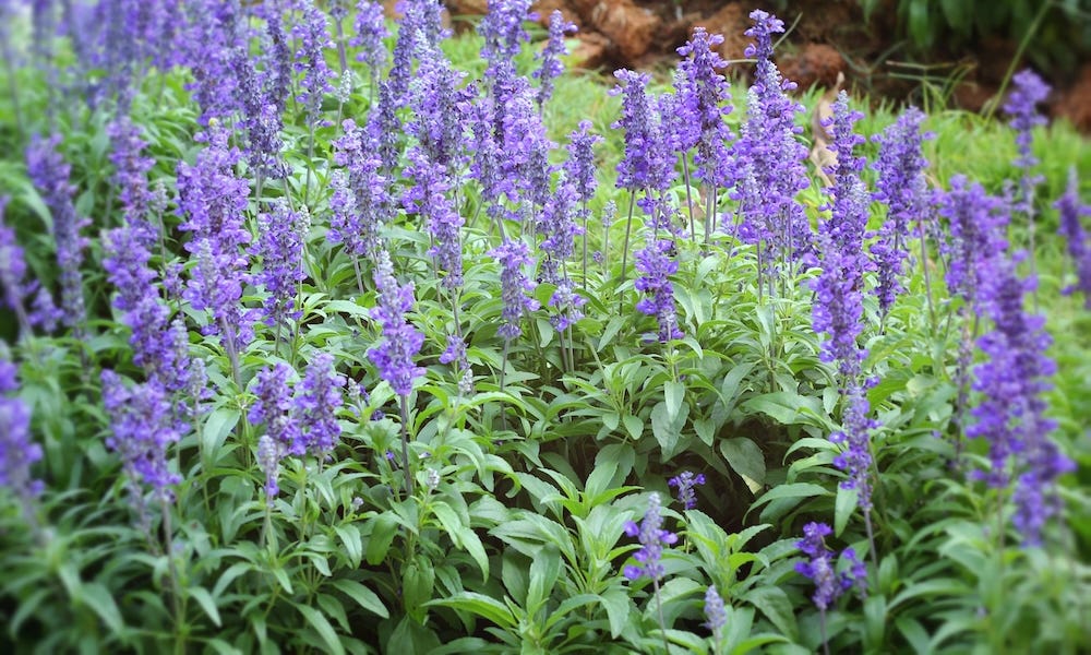 New Studies Confirm Sage's Surprising Health Benefits