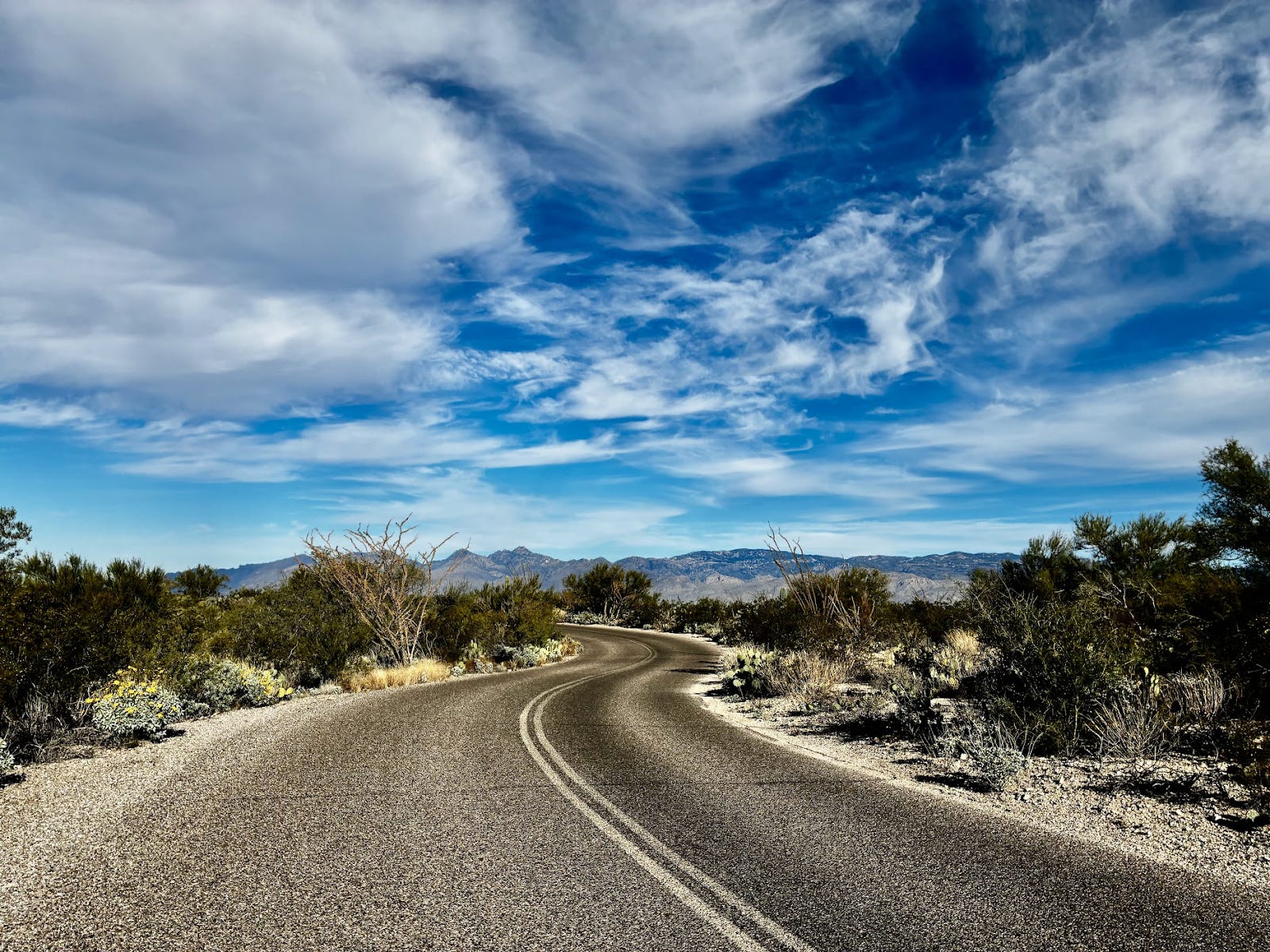 The Cactus Trail - by Michelle Merlis - Michelle’s Substack