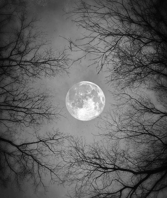 "Kin" & "Kindred" - Michael R. Burch’s Substack