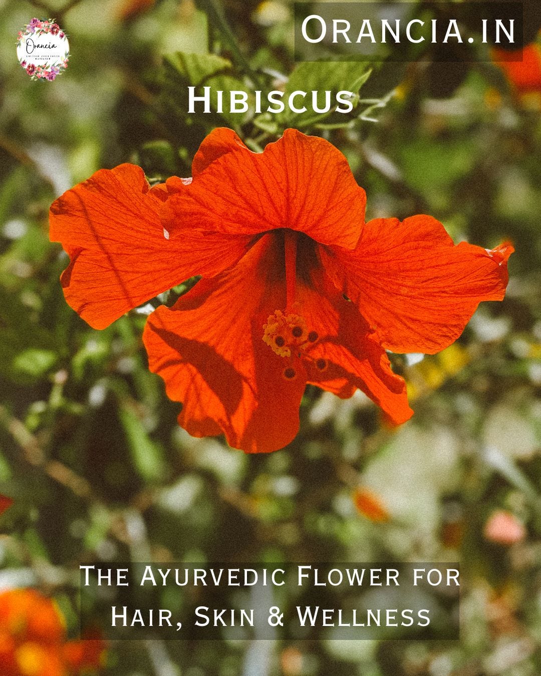 Gudhal (Hibiscus): The Ayurvedic Flower for Hair, Skin & Wellness