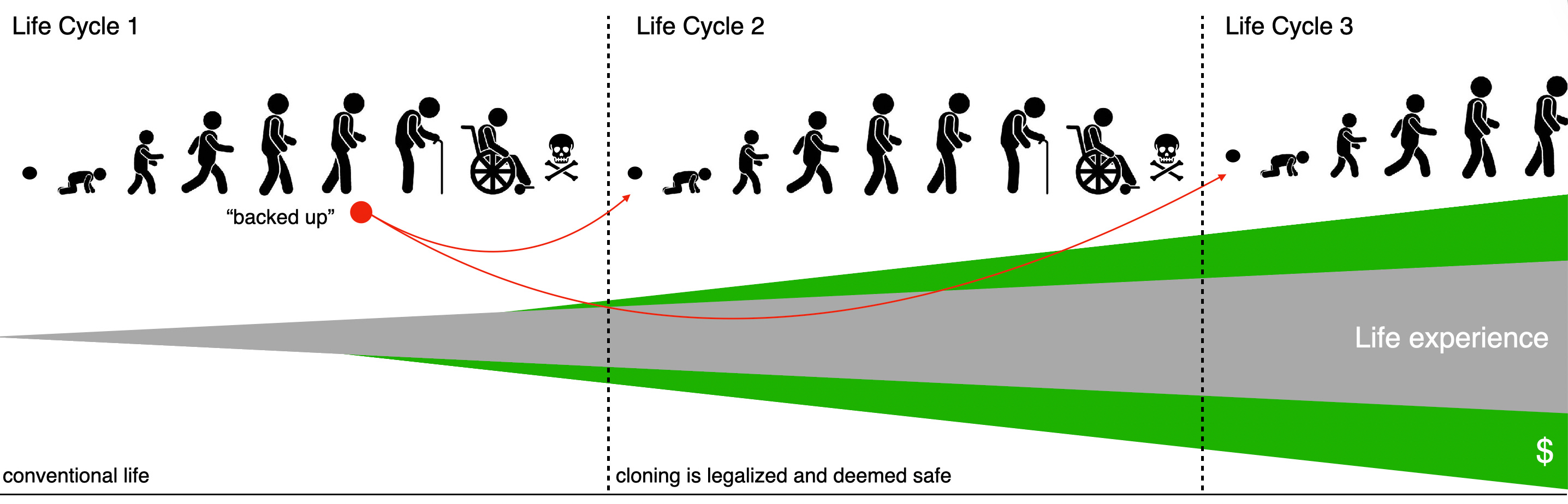 Chromosome 24: A Short Primer - by Andrew Hessel