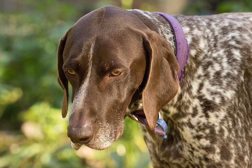 Reed Jeppson: Teenager Vanishes With Dogs