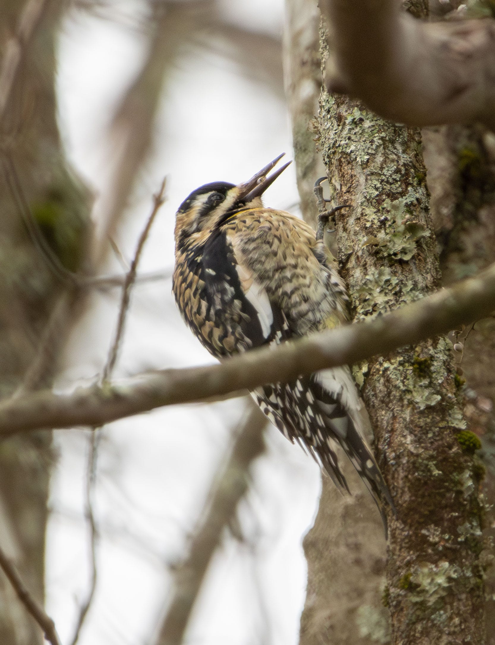 Laura B. (@laurajboggess): "I was thrilled to catch this yellow-bellied ...