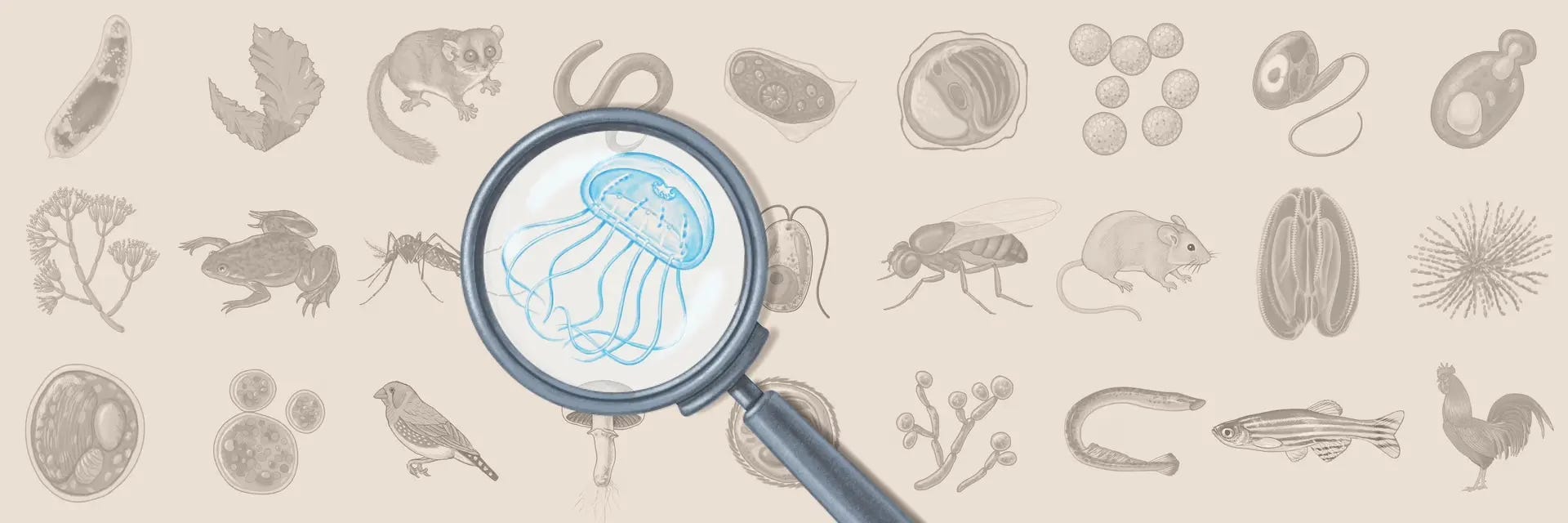 Introducing Zoogle: An Organismal Search Tool