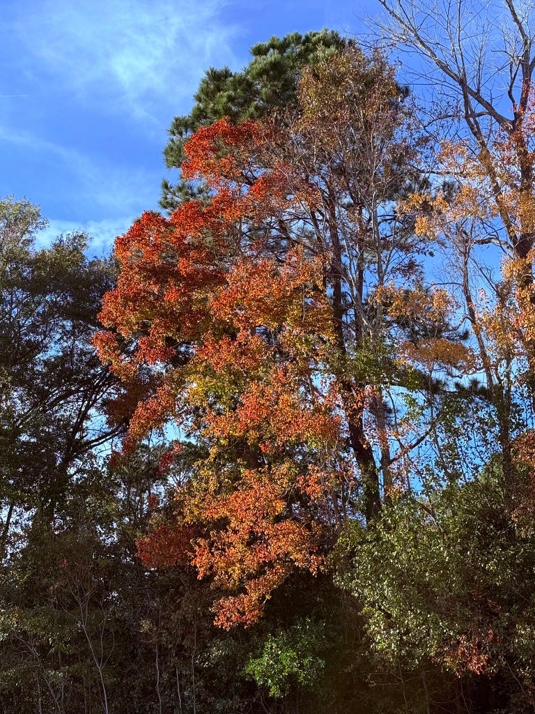 The Chemistry Behind Autumn’s Colors - by John Knight, PhD