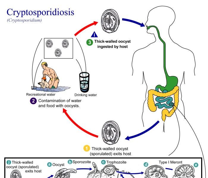 Cryptosporidium outbreak rises by 8 in Wales
