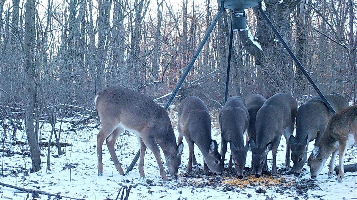 does deer corn attract bears