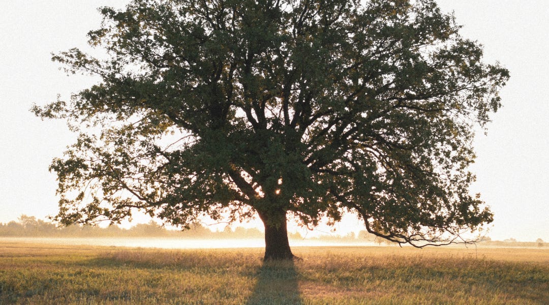 Carl Jung’s Tree Analogy and the Individuation Process