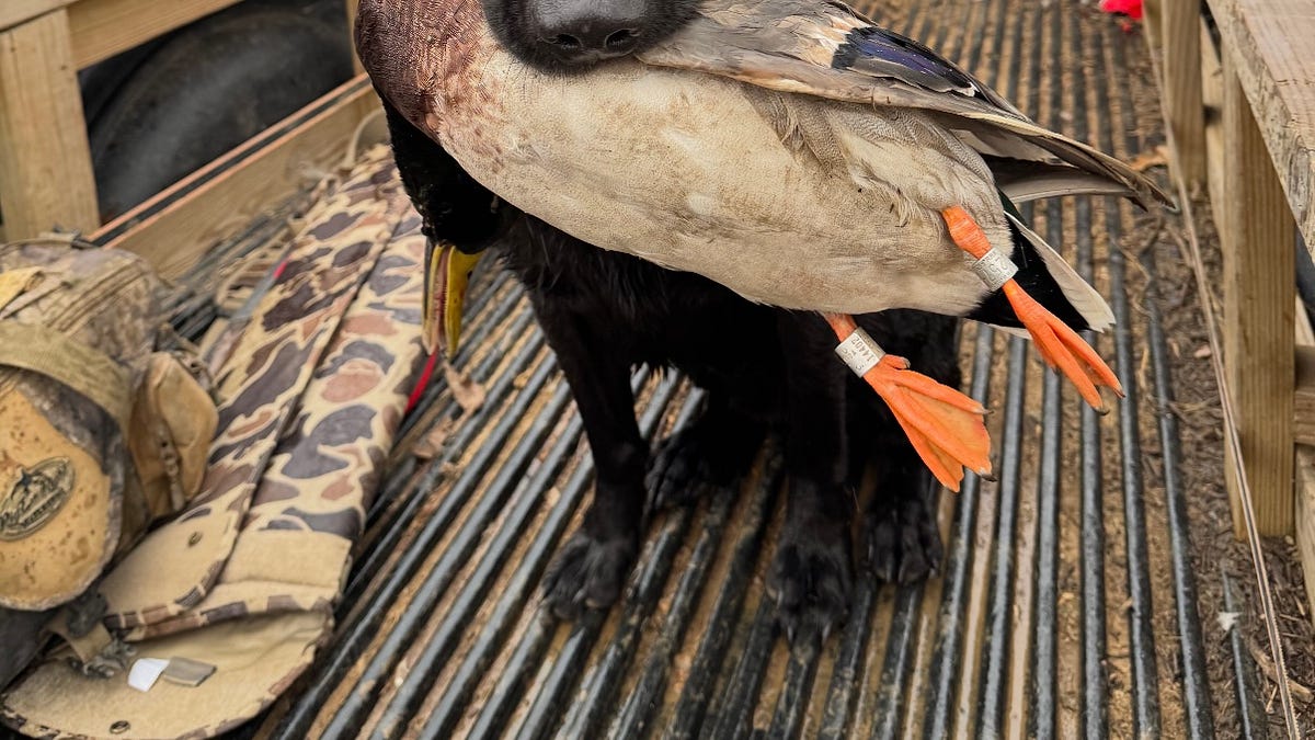 The Legendary Jack Miner Duck Bands - by Jeff Chandler