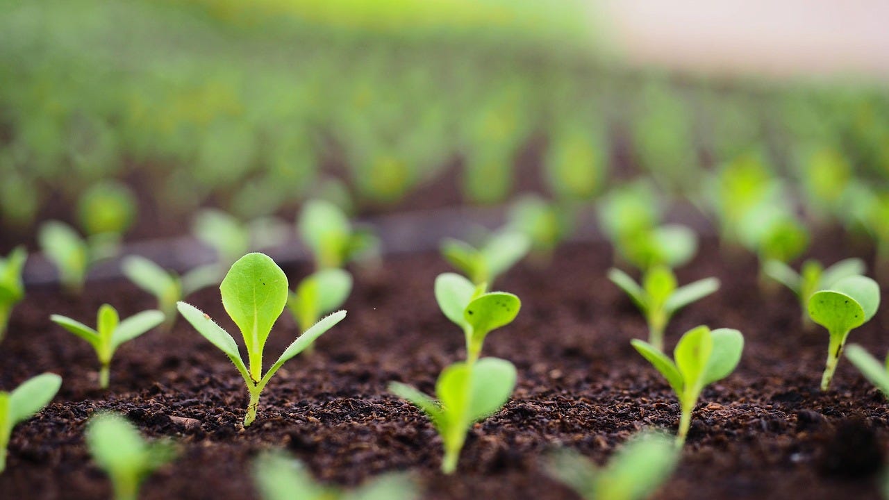 Understanding How Faith Grows - by Tim Beilharz