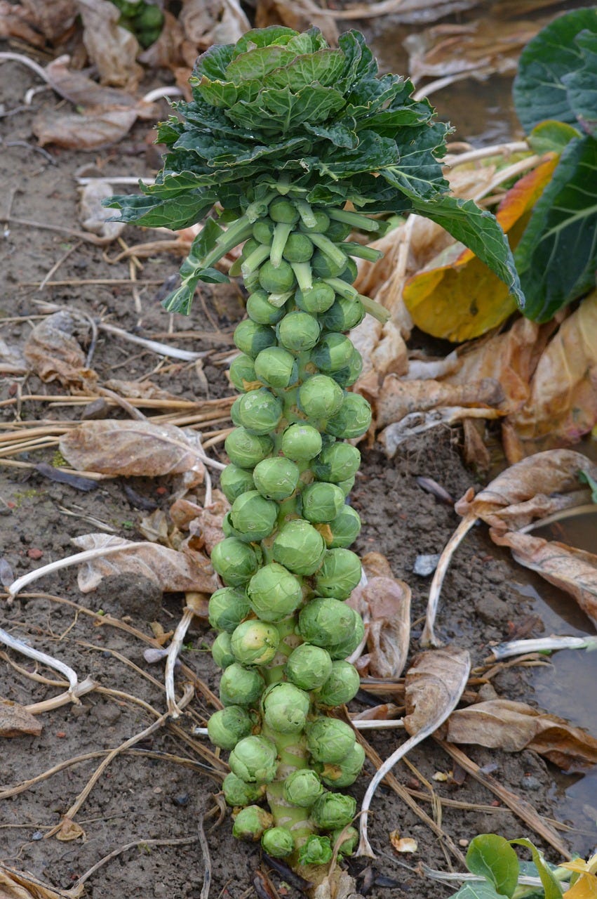 Roasted Brussels Sprouts - by Darlene Zimmerman, MS, RD