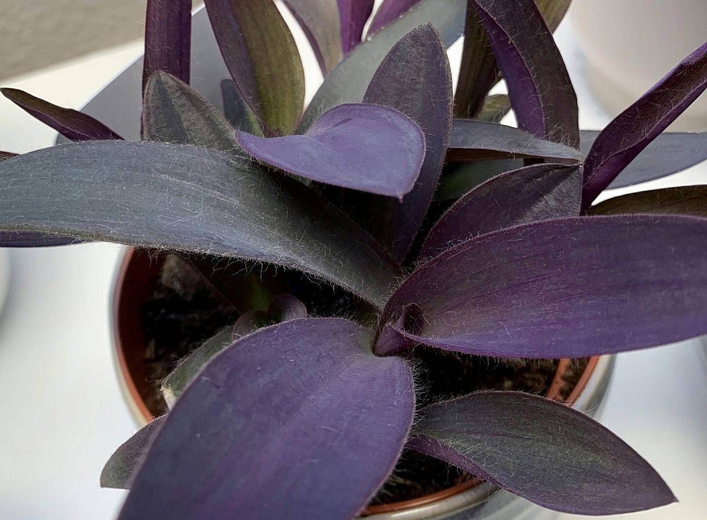 Tradescantia Pallida: and Why There Is No Purple Heart