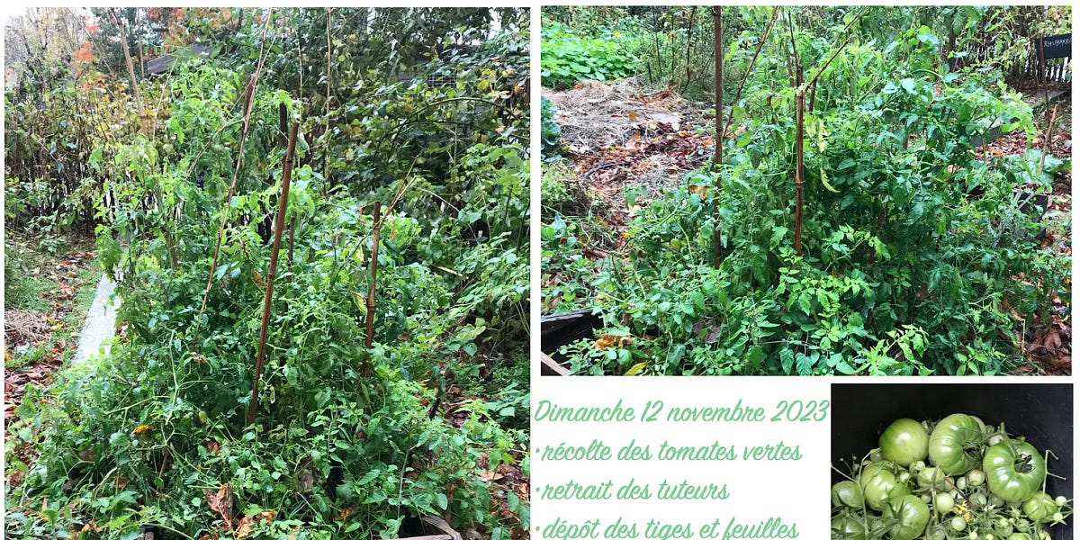 Recette chutney tomates vertes 🍅 - by Elsa Cesari