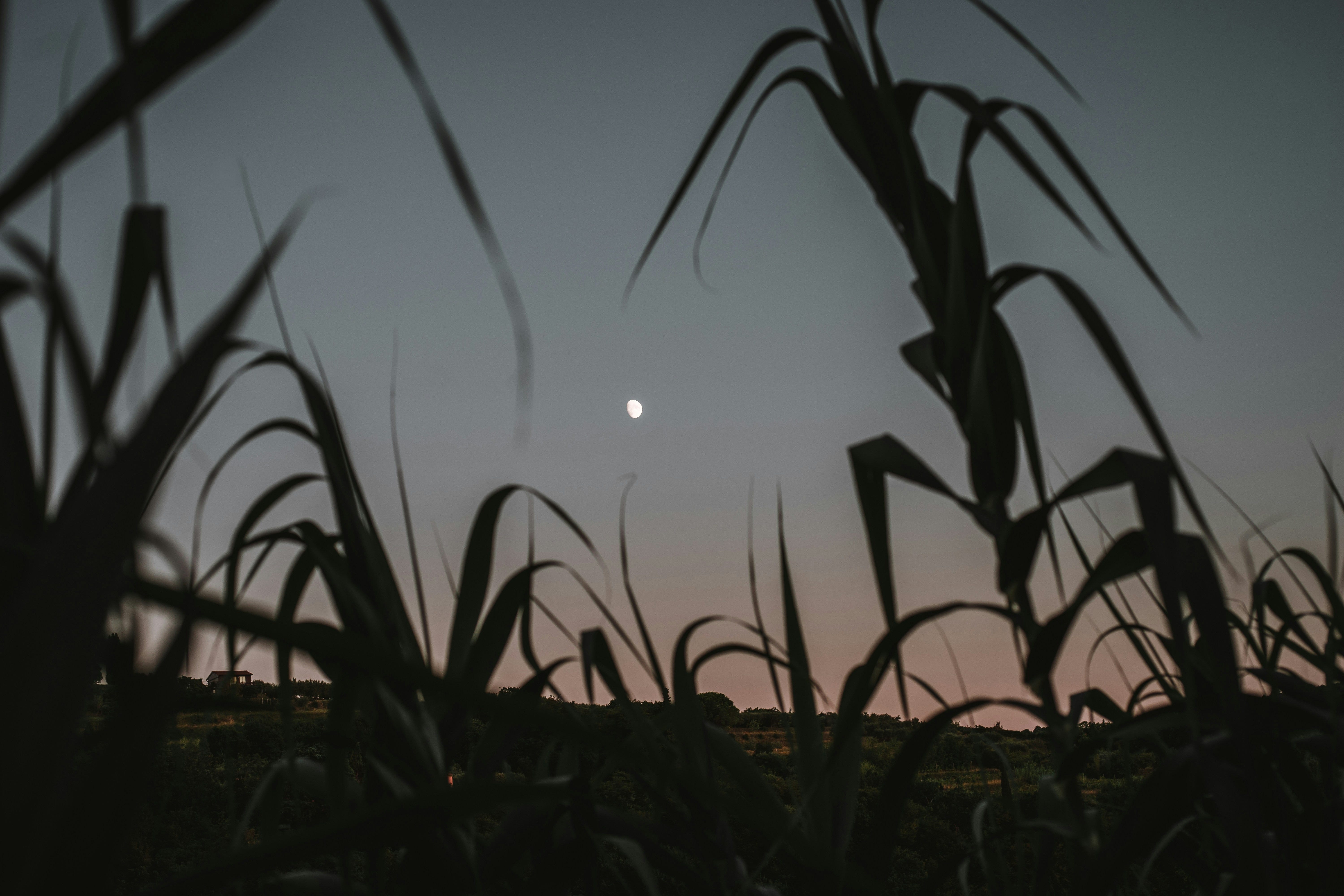 How to celebrate the Full Corn Moon - by Sierra