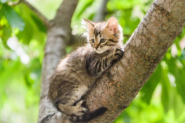 Power Platform Weekly | Carina M. Claesson | Substack