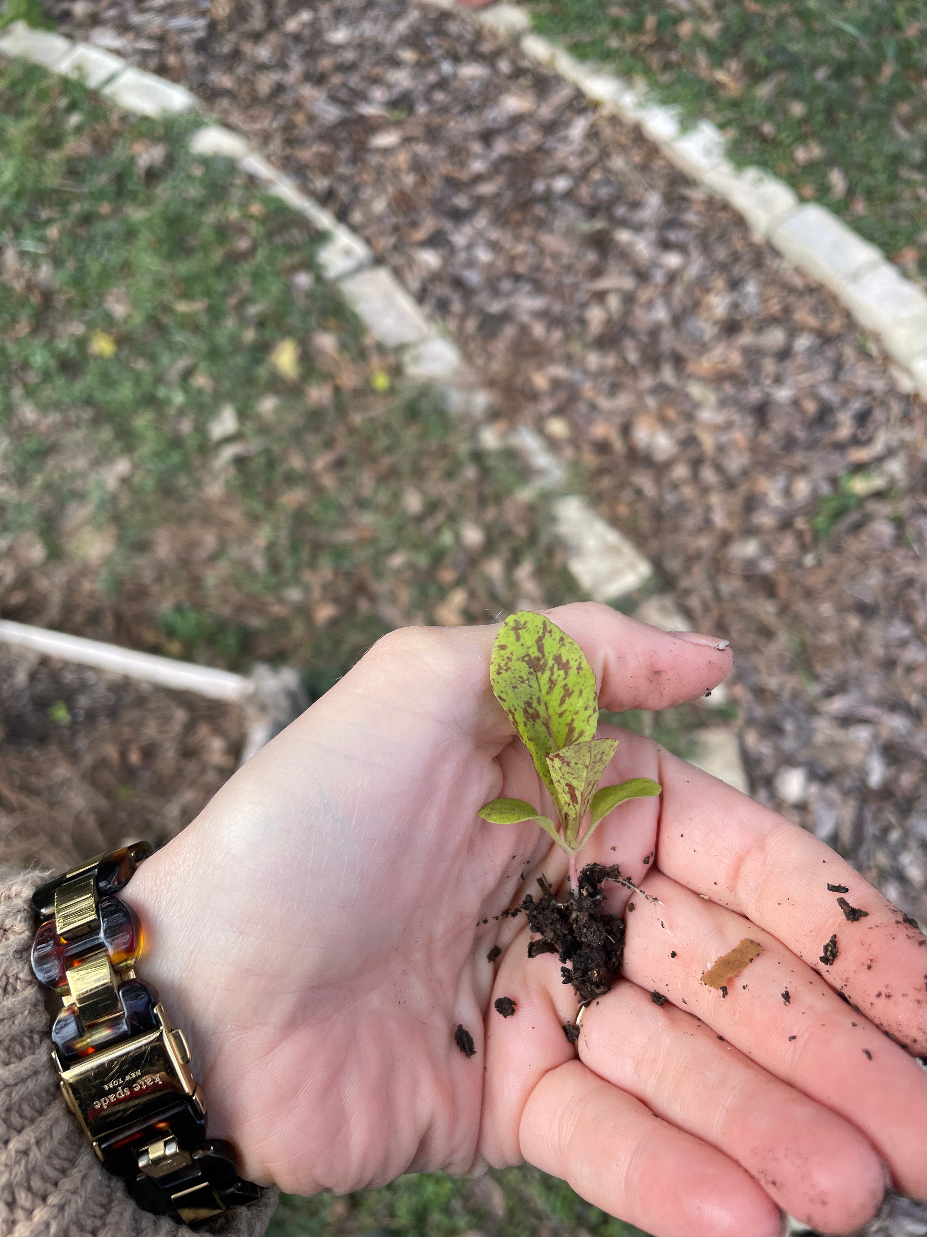 everything i know about starting seeds - Borrowed earth