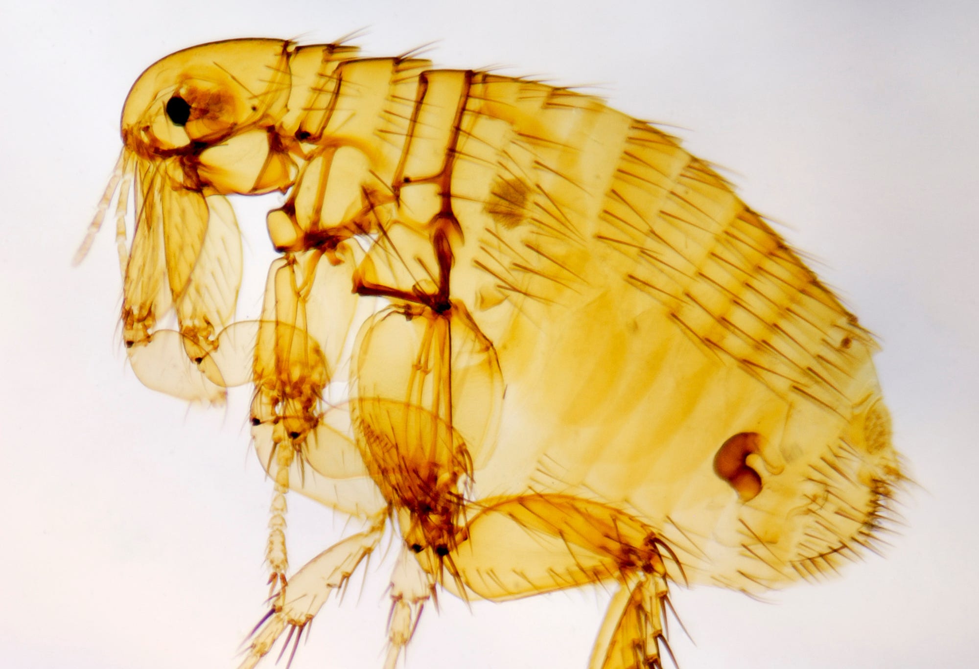 Why Flea Infestations can Be Deadly for Stray Dogs