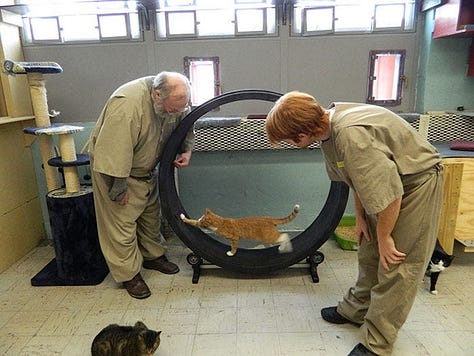 Cats, Inmates, & Masculinity: Prison-Based Animal Programs