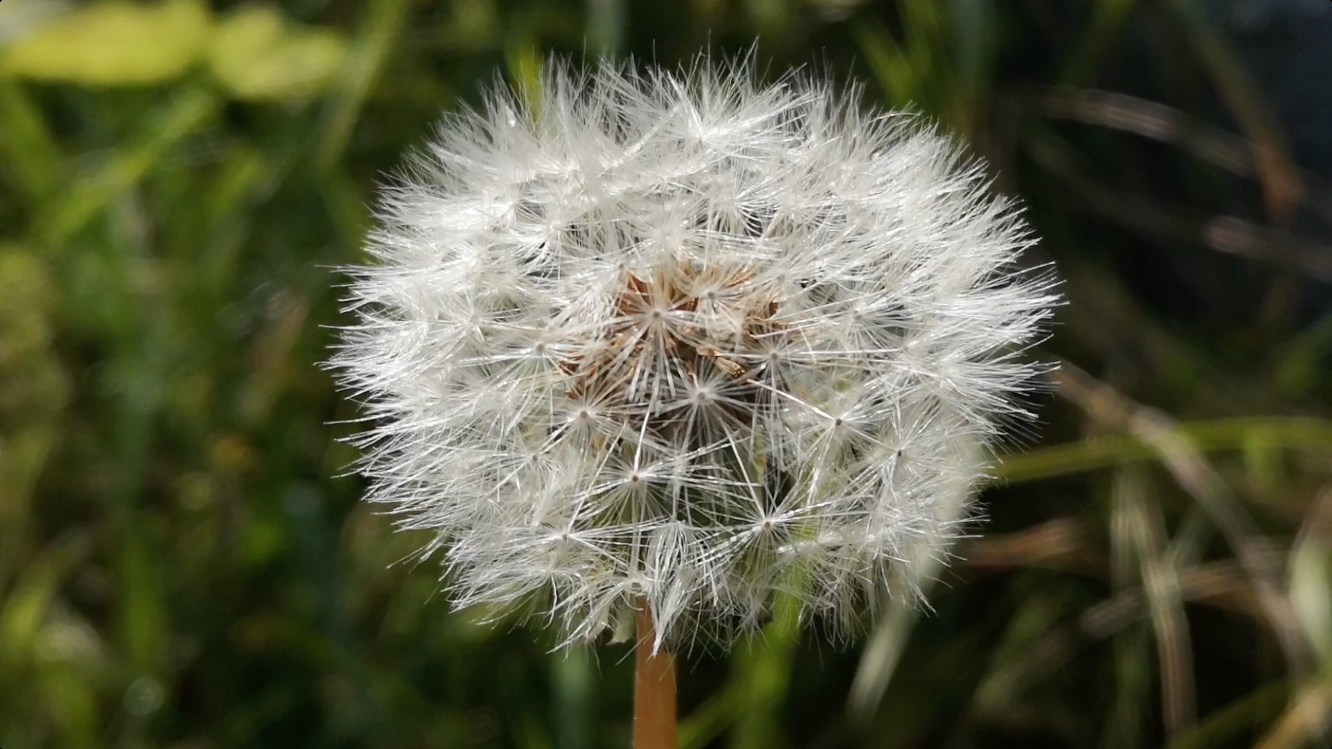 Dandelion - Danu's Irish Herb Garden Substack