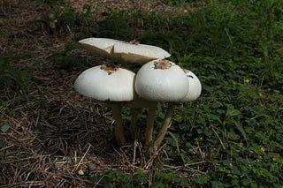 Tokimaru Tanaka | Substack