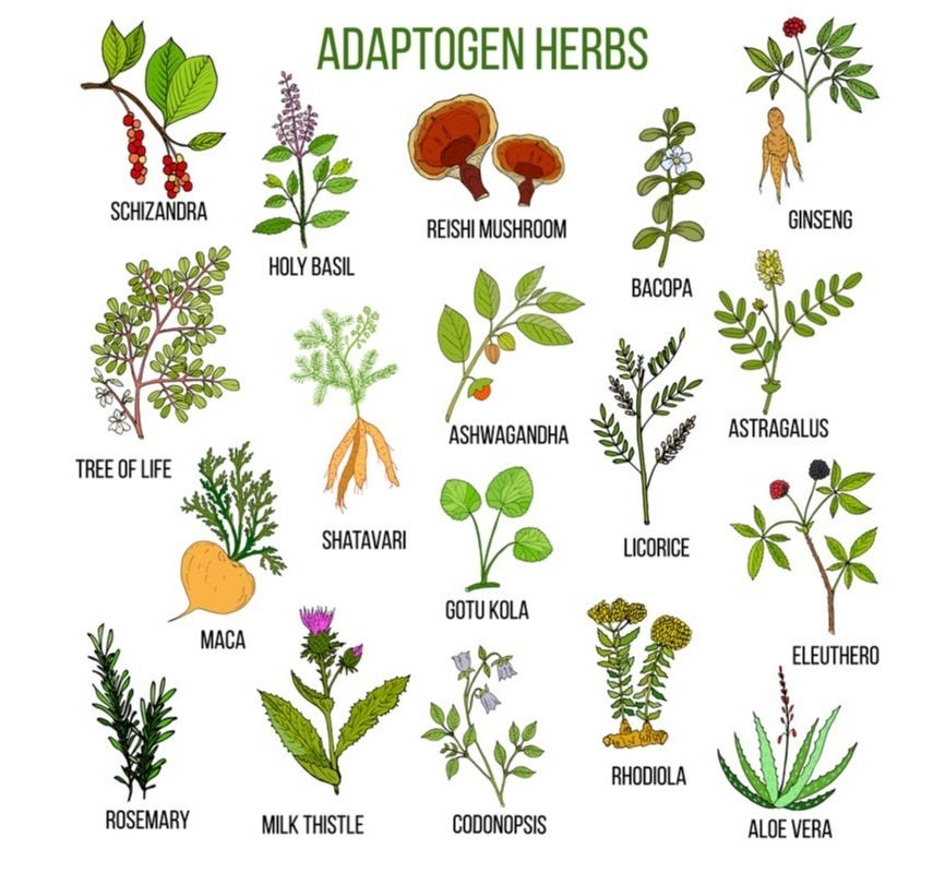 What is an Adaptogen, Really? - by Brittany Alperin, PhD