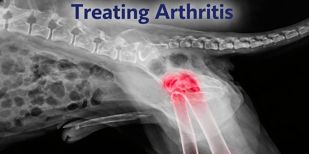 Treating Arthritis in Animals: A Holistic Approach to Lifelong Comfort