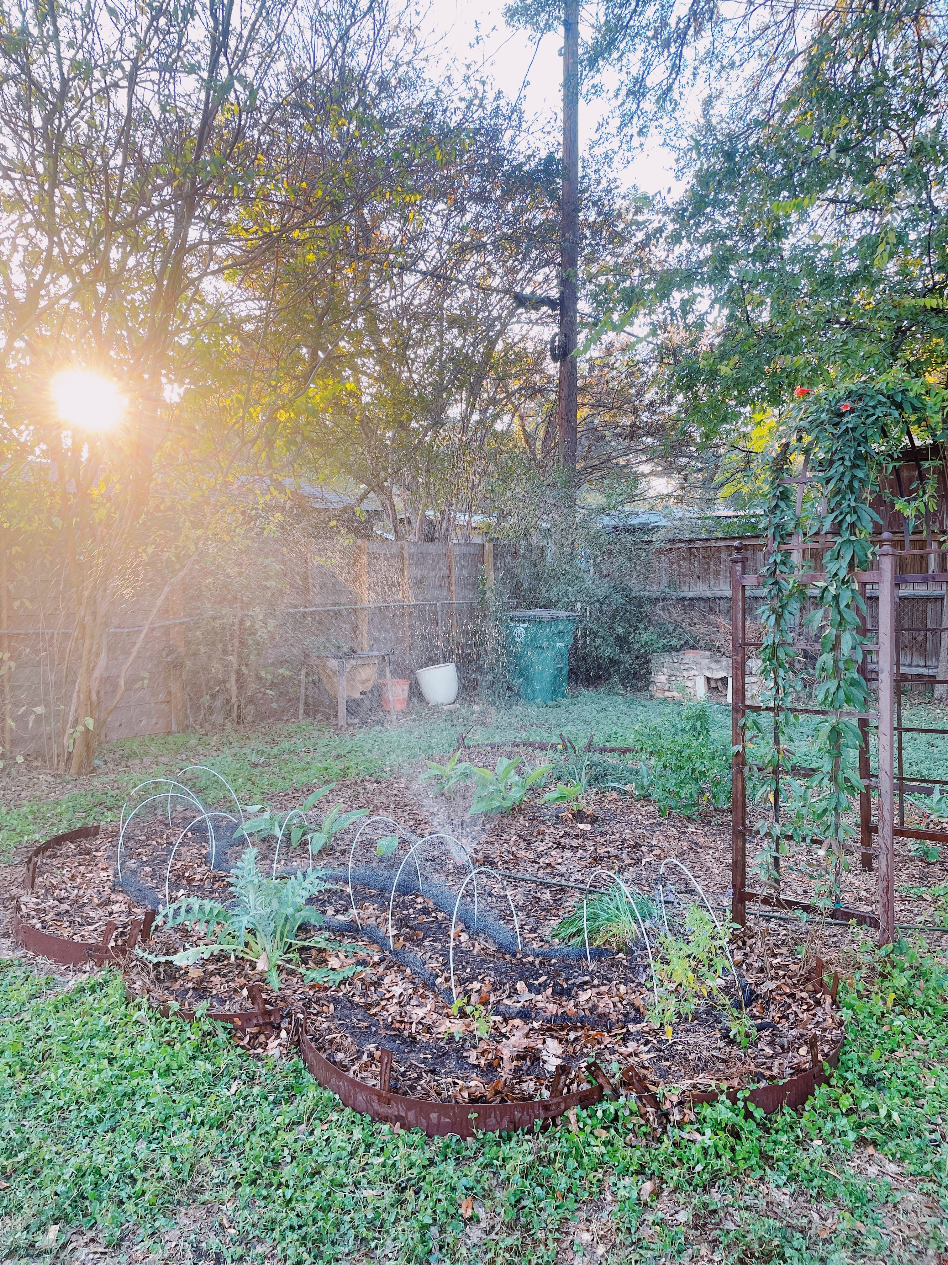 everything i know about starting seeds - Borrowed earth