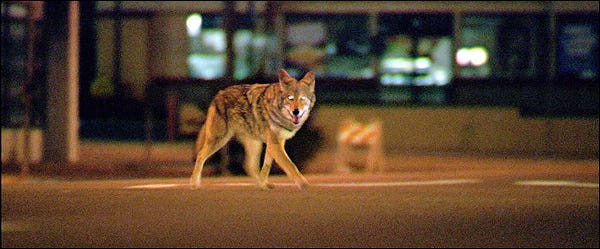 collateral 2004 analysis