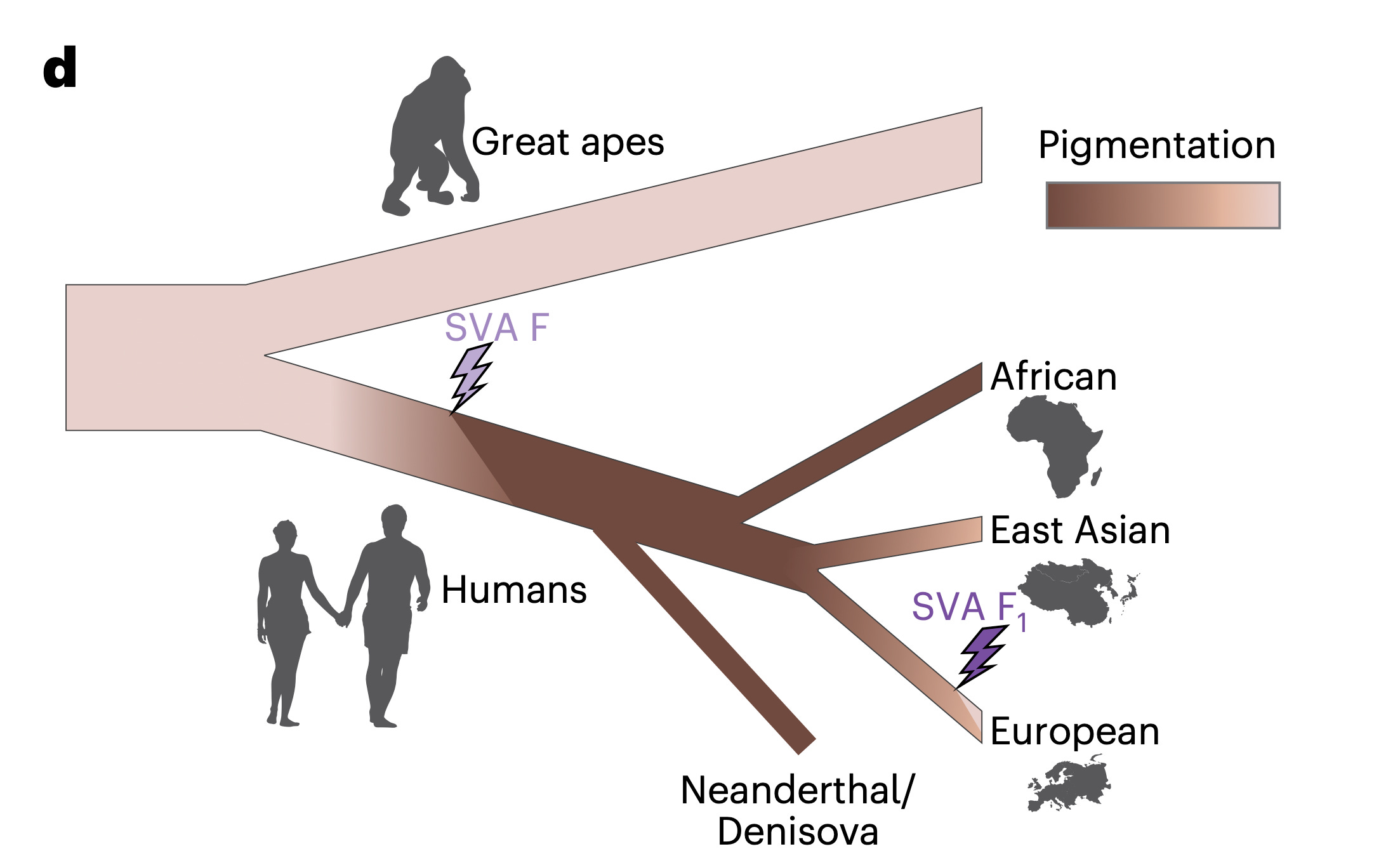 How a jumping gene shaped the human skin color evolution