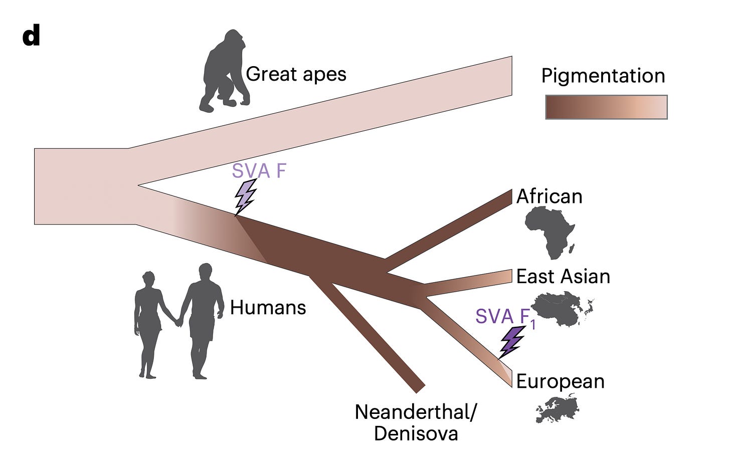 How a jumping gene shaped the human skin color evolution