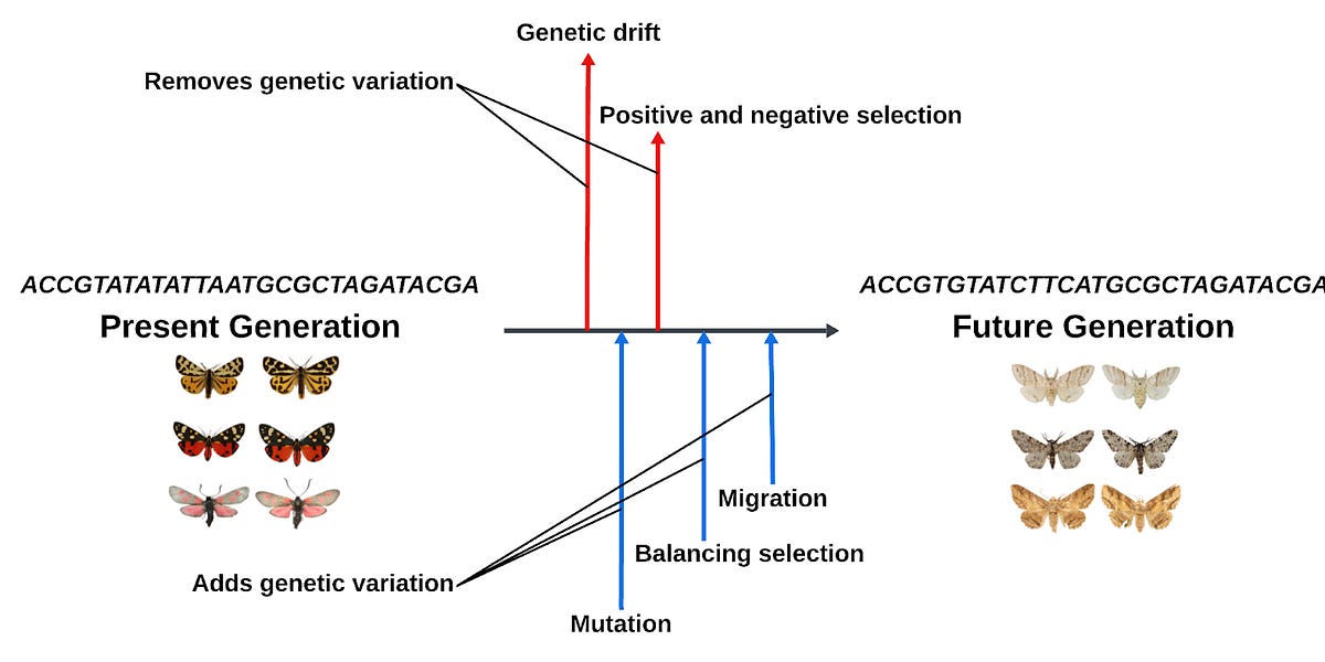 balancing selection genetics