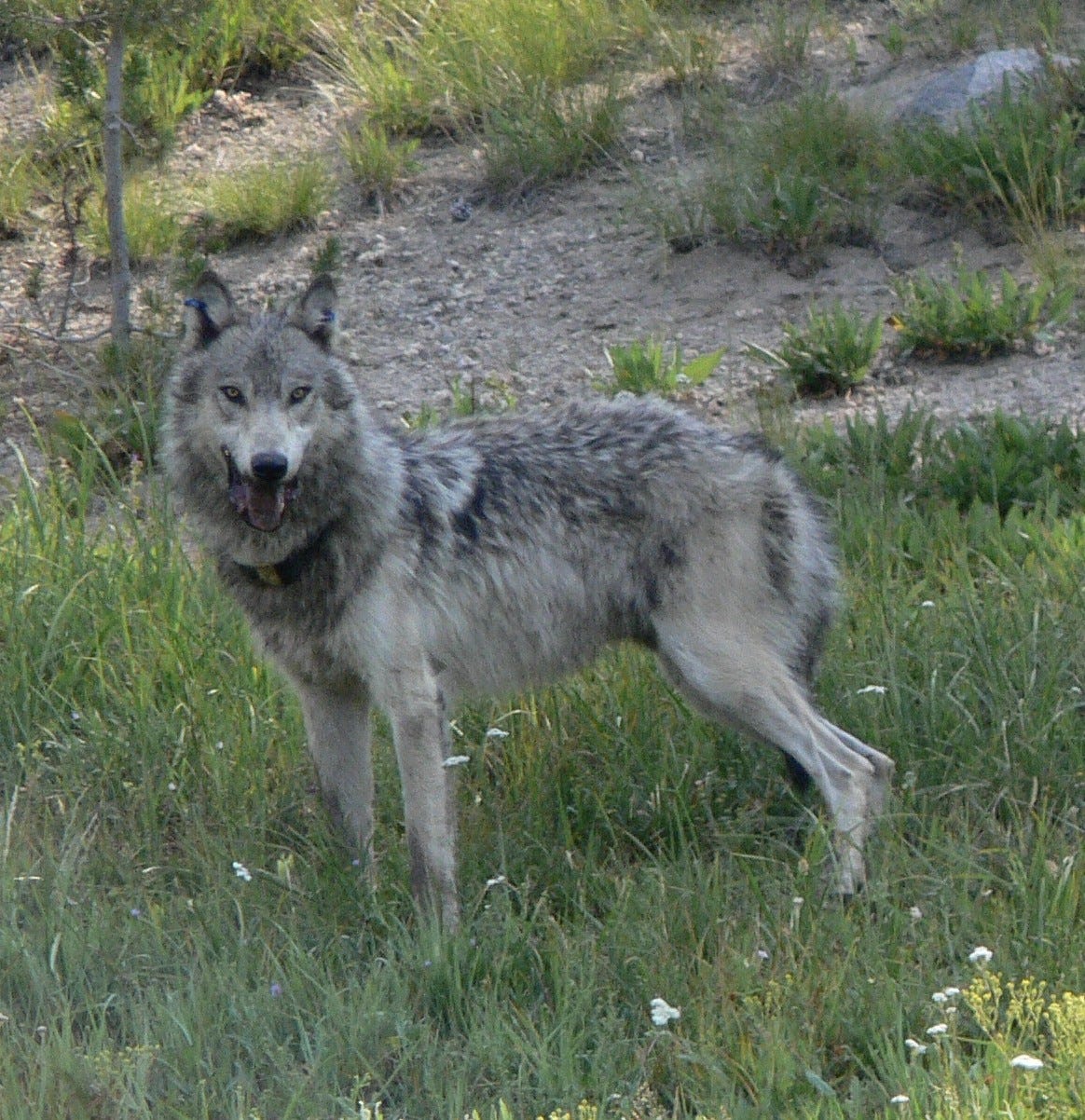 Anti-wolf bill moves to the Senate - by Ted Williams