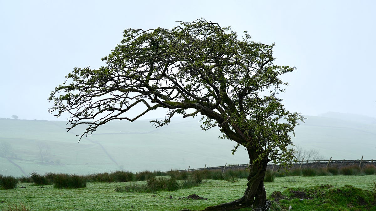 crataegus monogyna leaf shape