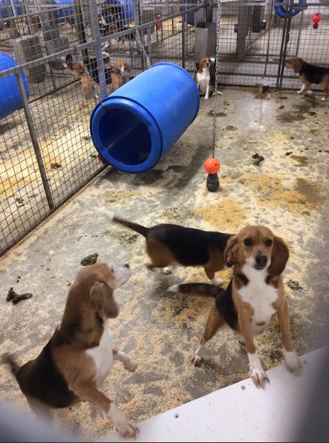 I’m on trial for rescuing beagle puppies; they’re calling it burglary.