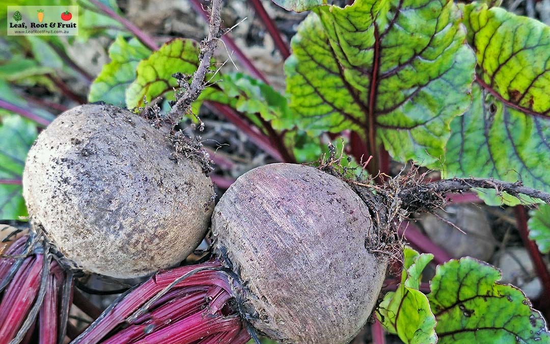 beetroot planting method