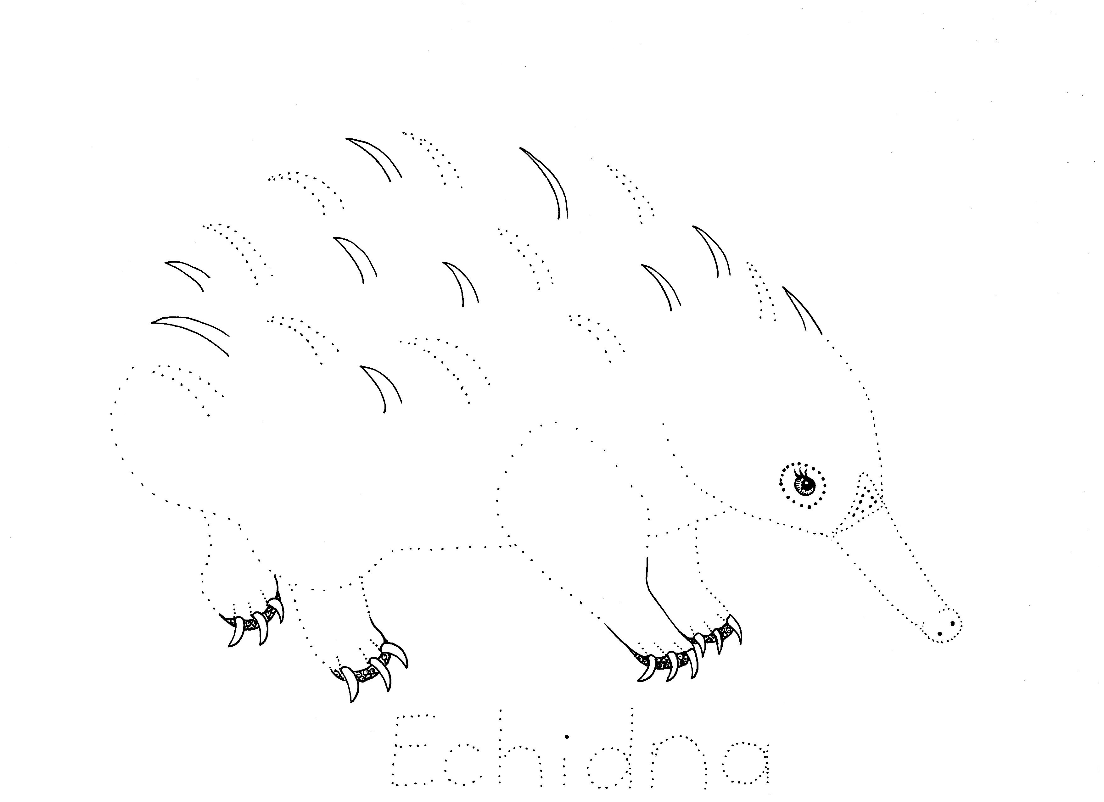 How to Draw - Echidna - by Zinia King - Zinia’s Substack