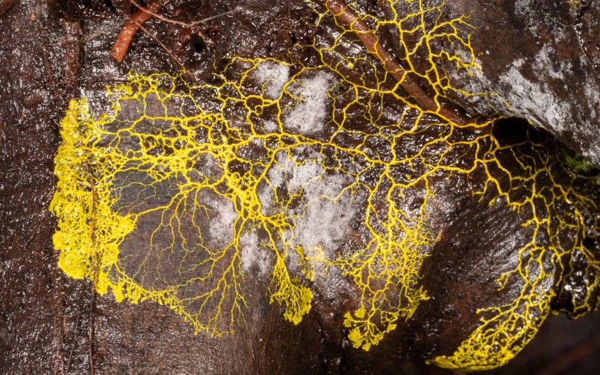 The Tokyo Slime: How a Brainless Blob Outsmarted Japan’s Best Engineers