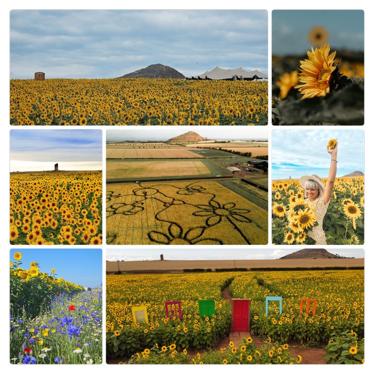 Sassy Sunflower Trail at Balgone Estate - by JulieBettyB