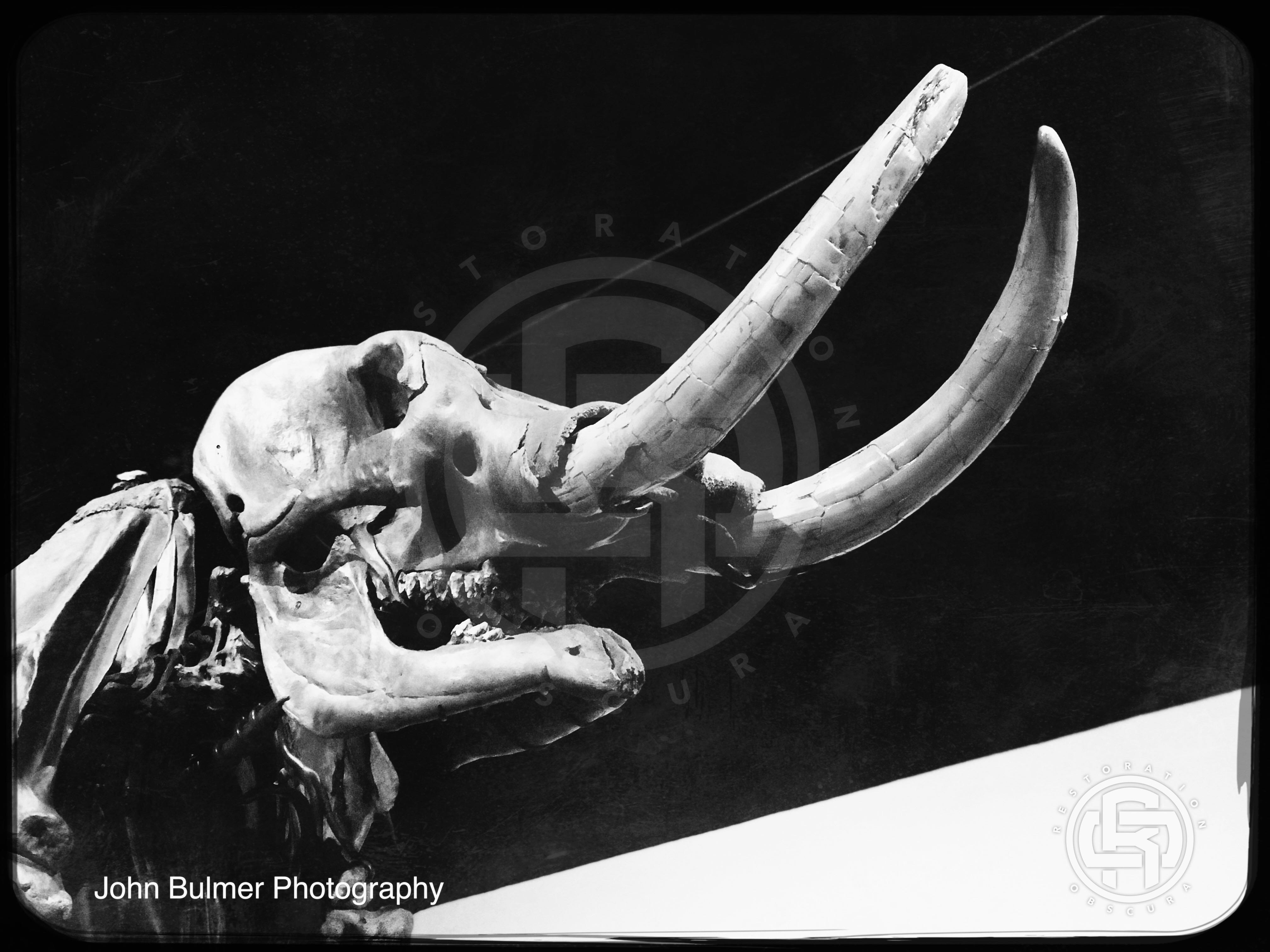 The Cohoes Mastodon - by John Bulmer - Restoration Obscura