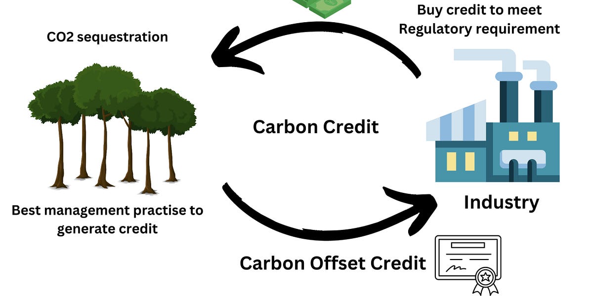 A Beginner's Guide to Understanding the Carbon Market
