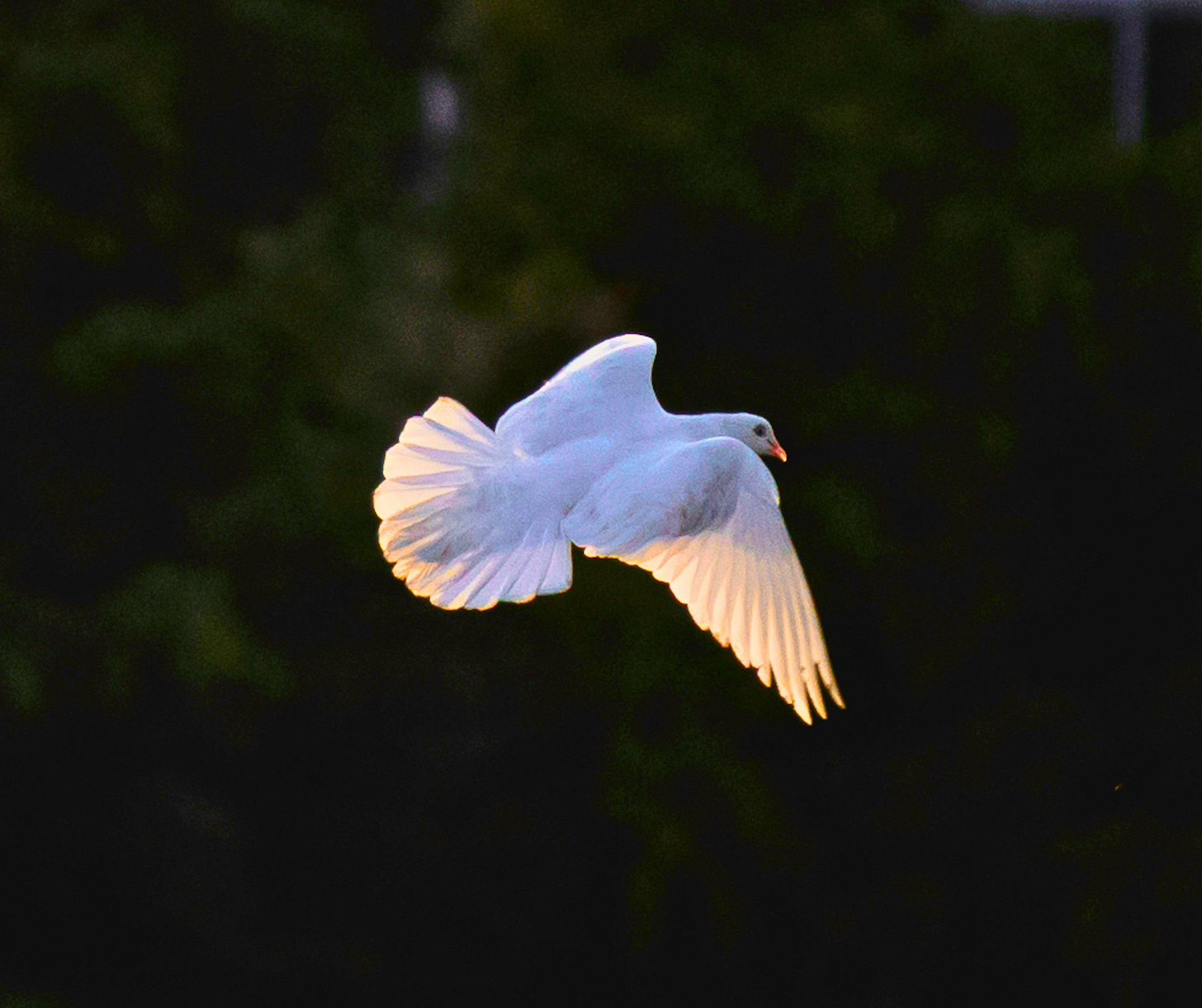 The Full Story in One Place: My Experience with Erik Herrmann