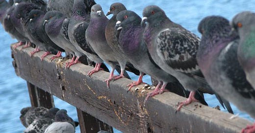 Colligo | Erik J Larson | Substack