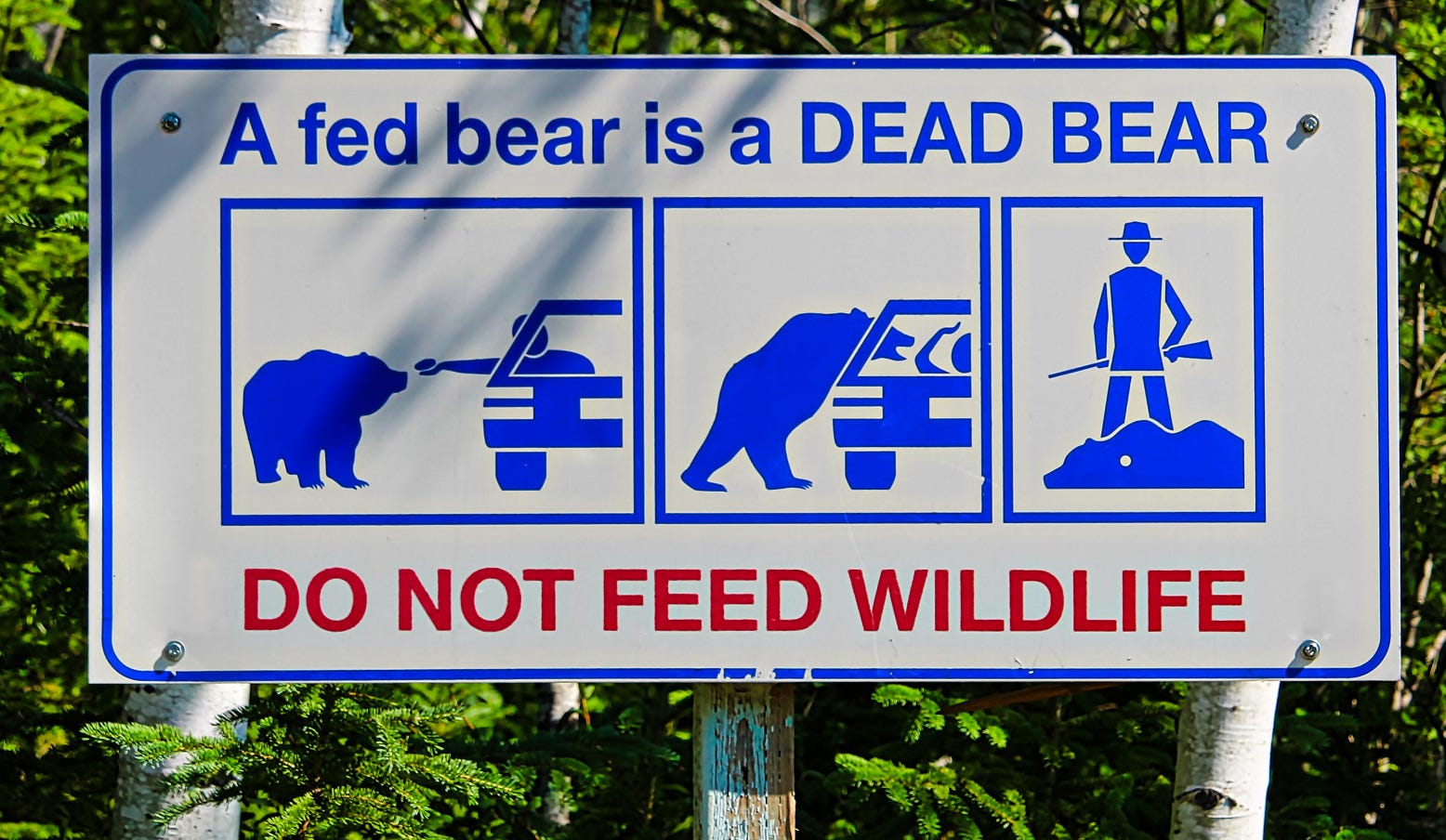A Fed Bear is a Dead Bear: Wildlife Officials Defend Deputies' Decision ...