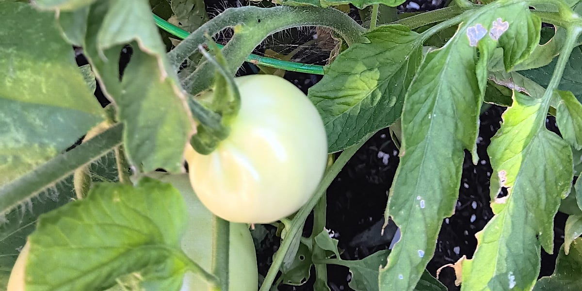 2025 Tomato Review Show...And More!